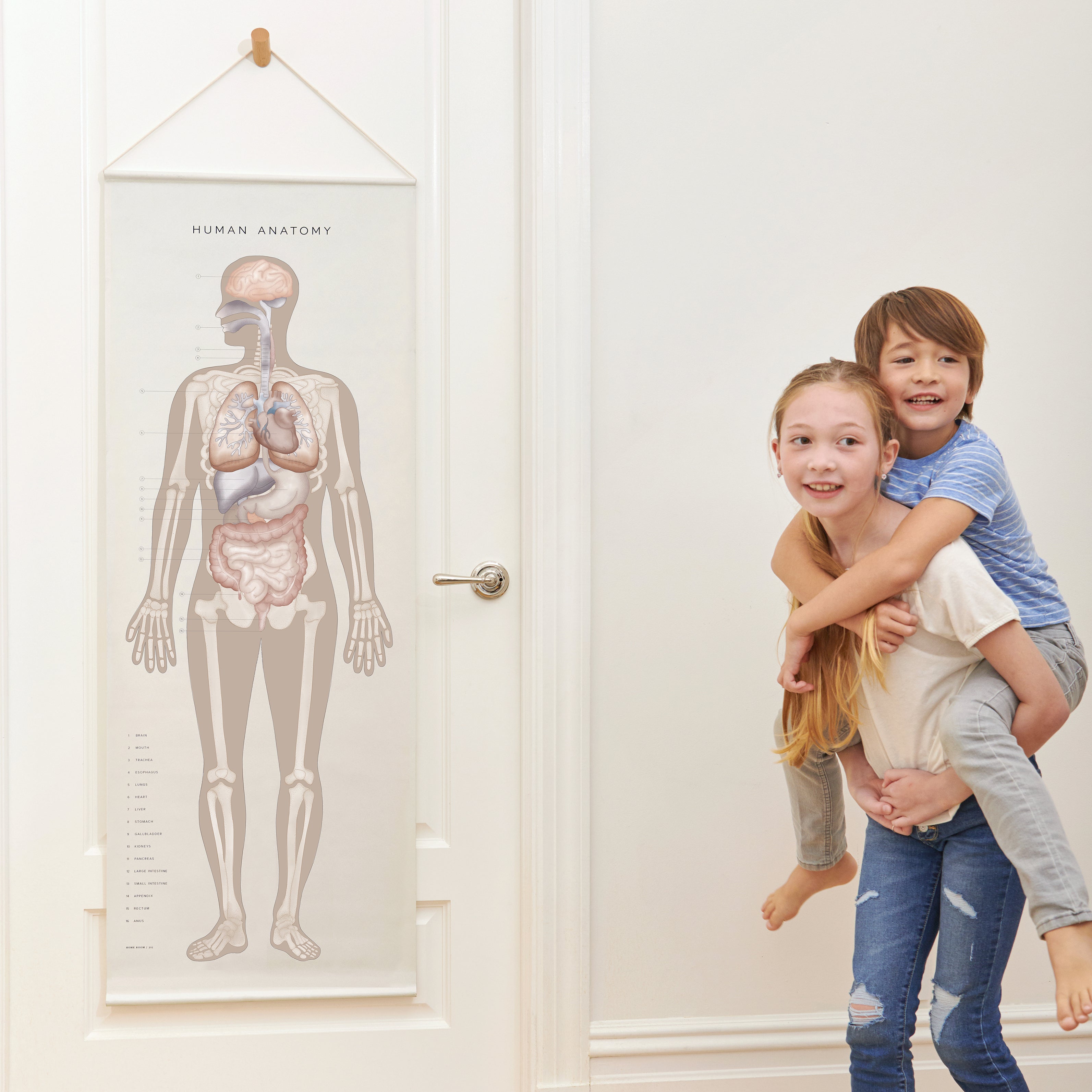 Human Anatomy – Home Room Co.